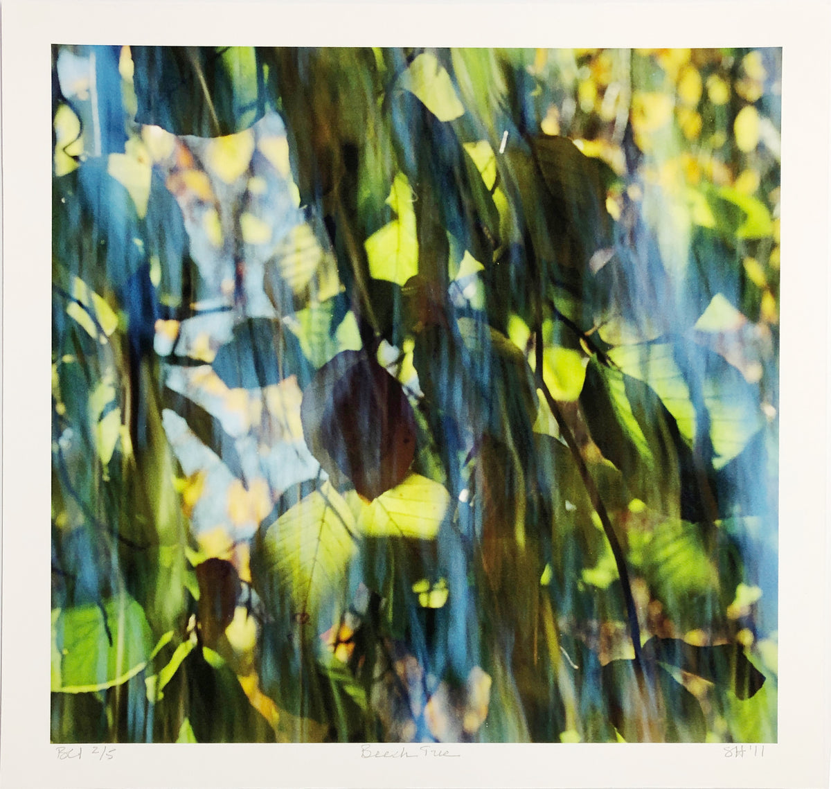 Susan Hockaday, "Beech Tree" – Pennsylvania Academy of the Fine Arts